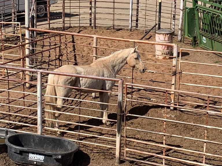 Photos: A dozen horses impounded after trespassing in San Juan County