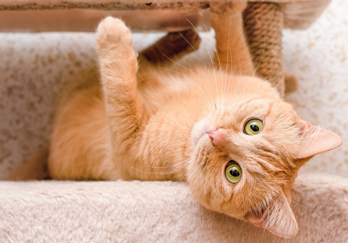 This $4 mouse catnip toy at Hobby Lobby is perfect for playful cats