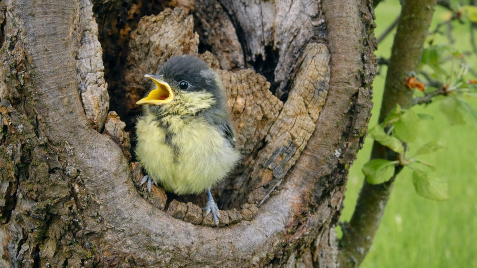 Hidden camera reveals a baby bird waiting for its parent