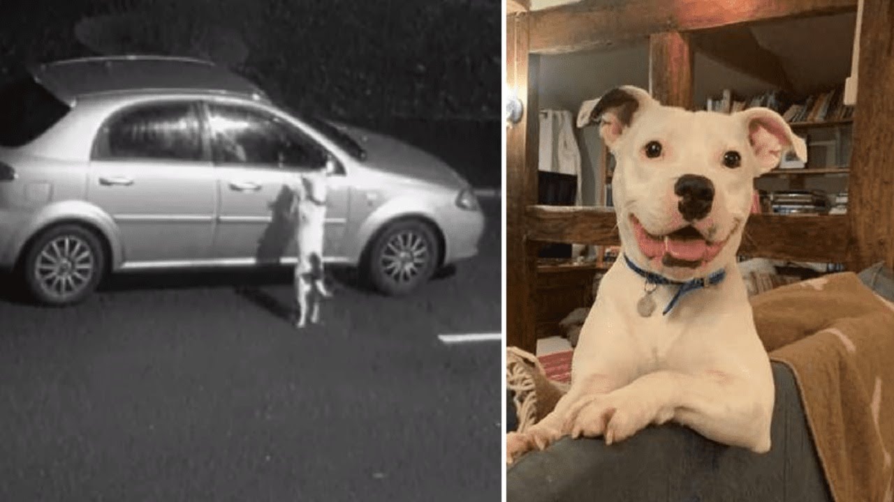 Dog doesn’t realize he is being abandoned, desperately tries to get ...