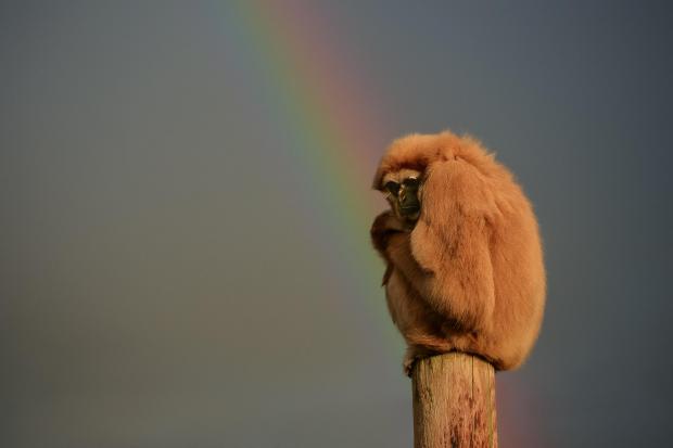 Chester Zoo leads campaign against weather forecast 'misleading' app icons