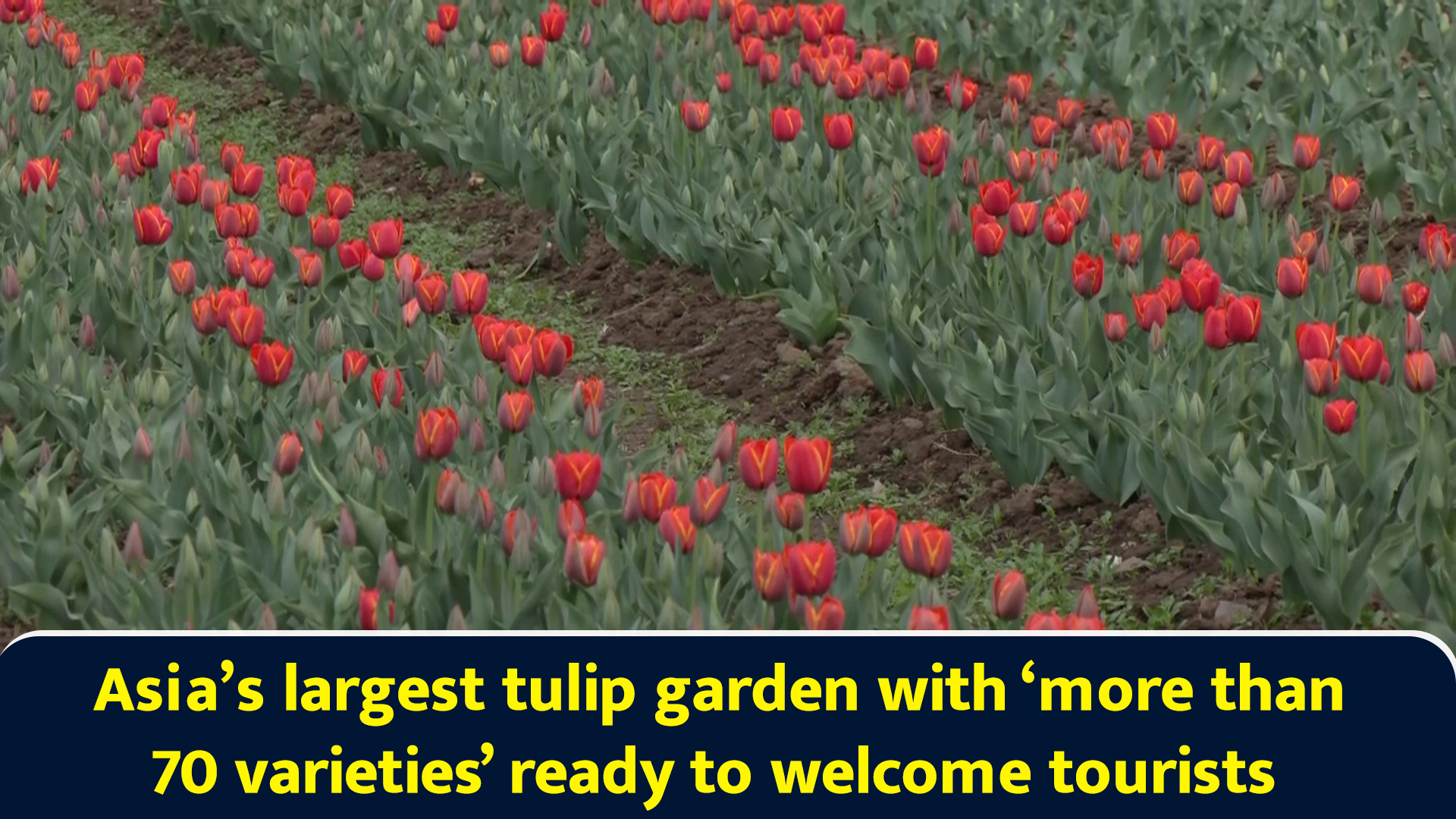 Asia’s largest tulip garden with more than 70 varieties ready to ...