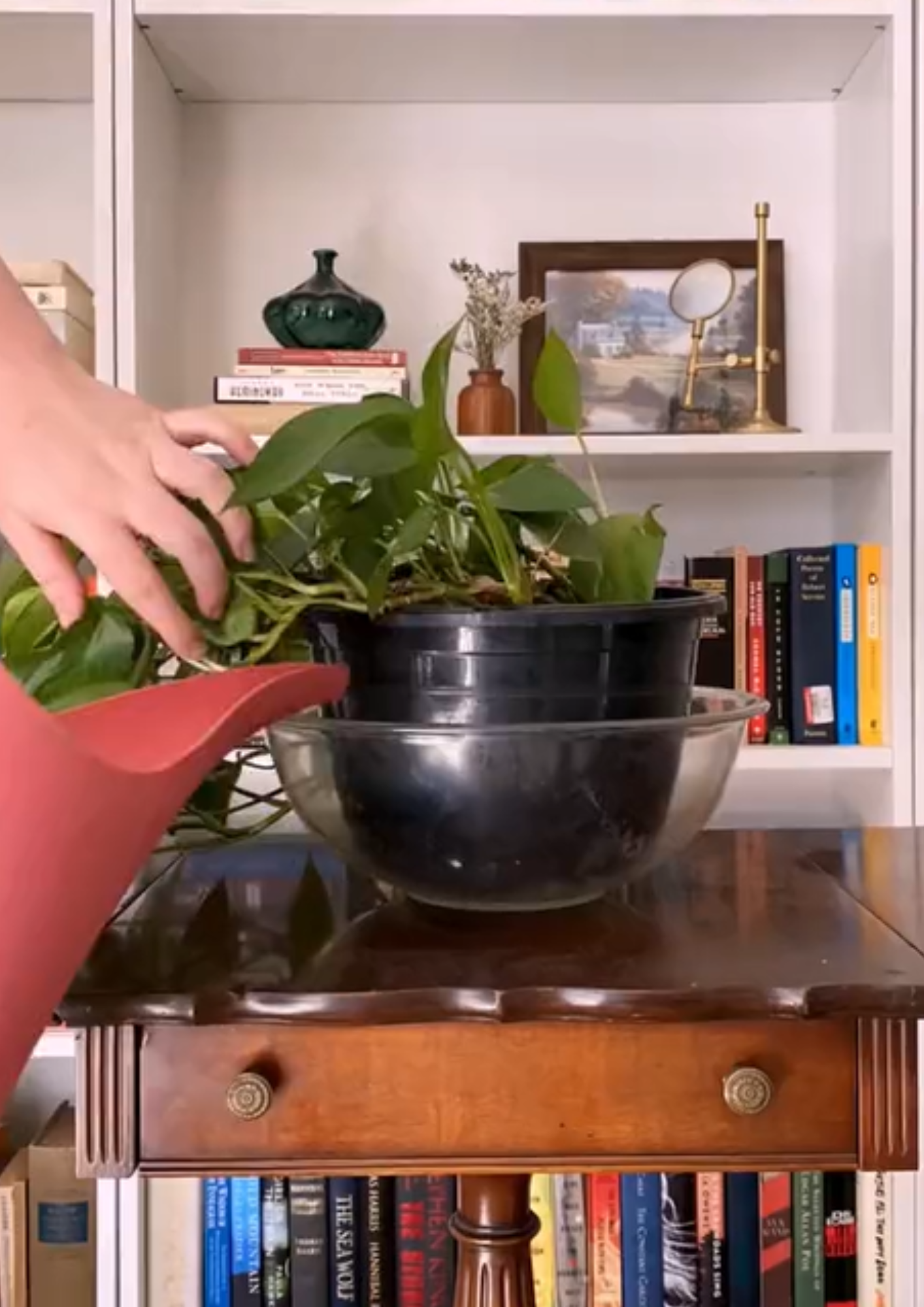 Smart watering tips for healthier plants