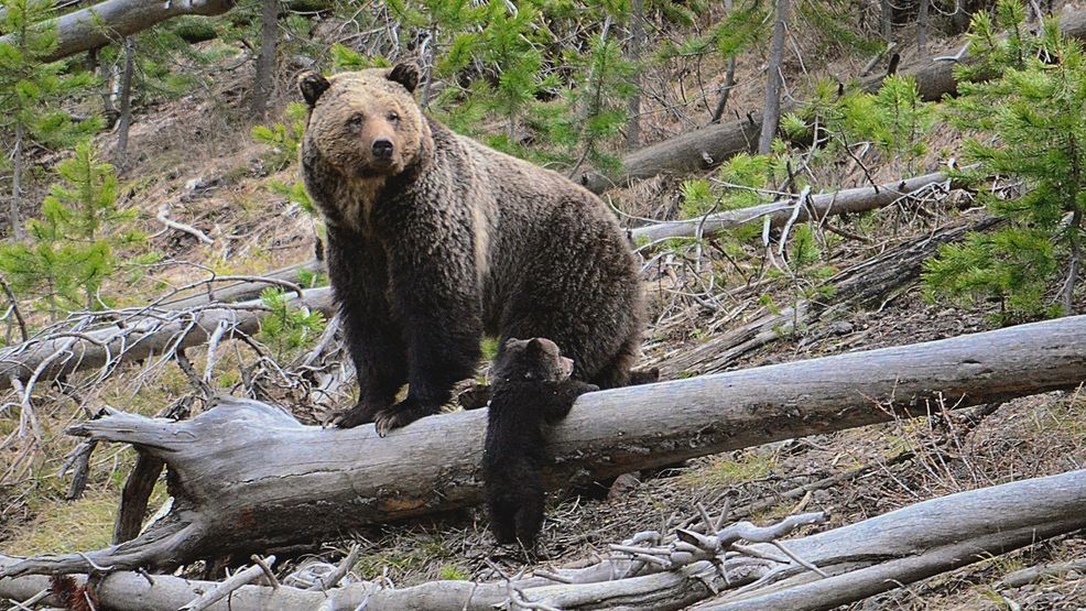 GOP assemblymember opposes bill to bring back grizzly bears in California