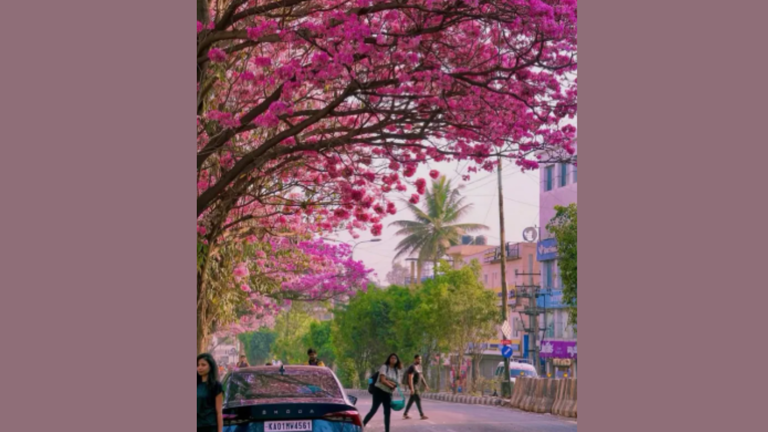 Bengaluru gets cherry blossom vibes as pink poui blooms across the city ...