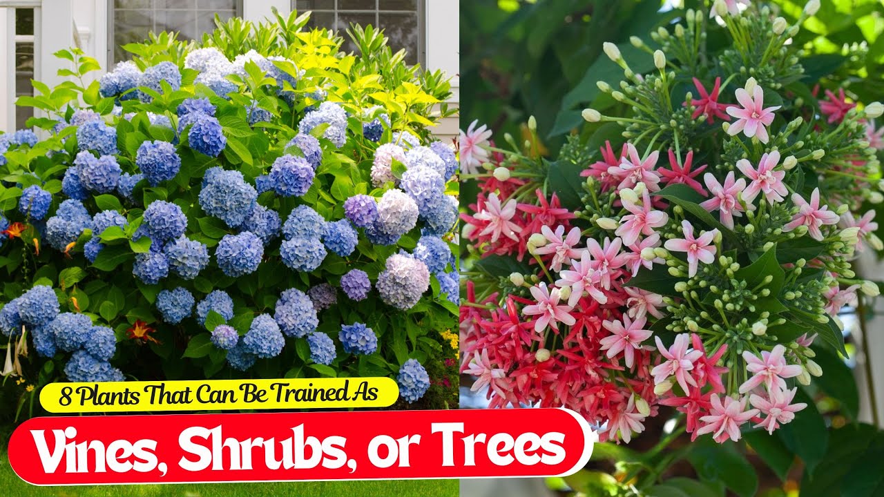 How to train plants as vines shrubs or tree like structures