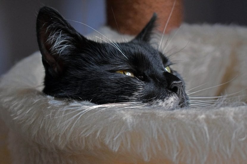 Todo sobre el virus de inmunodeficiencia felina (VIF) en gatos ...