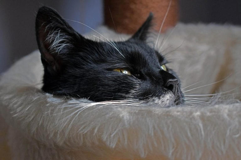 Todo sobre el virus de inmunodeficiencia felina (VIF) en gatos ...