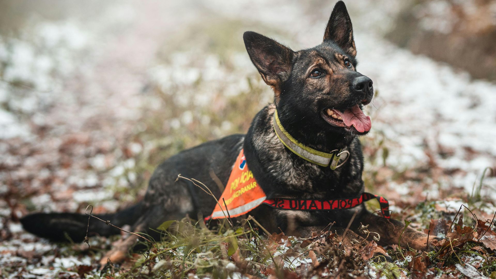 My uncle told me that I can deduct my service animal purchases on my ...
