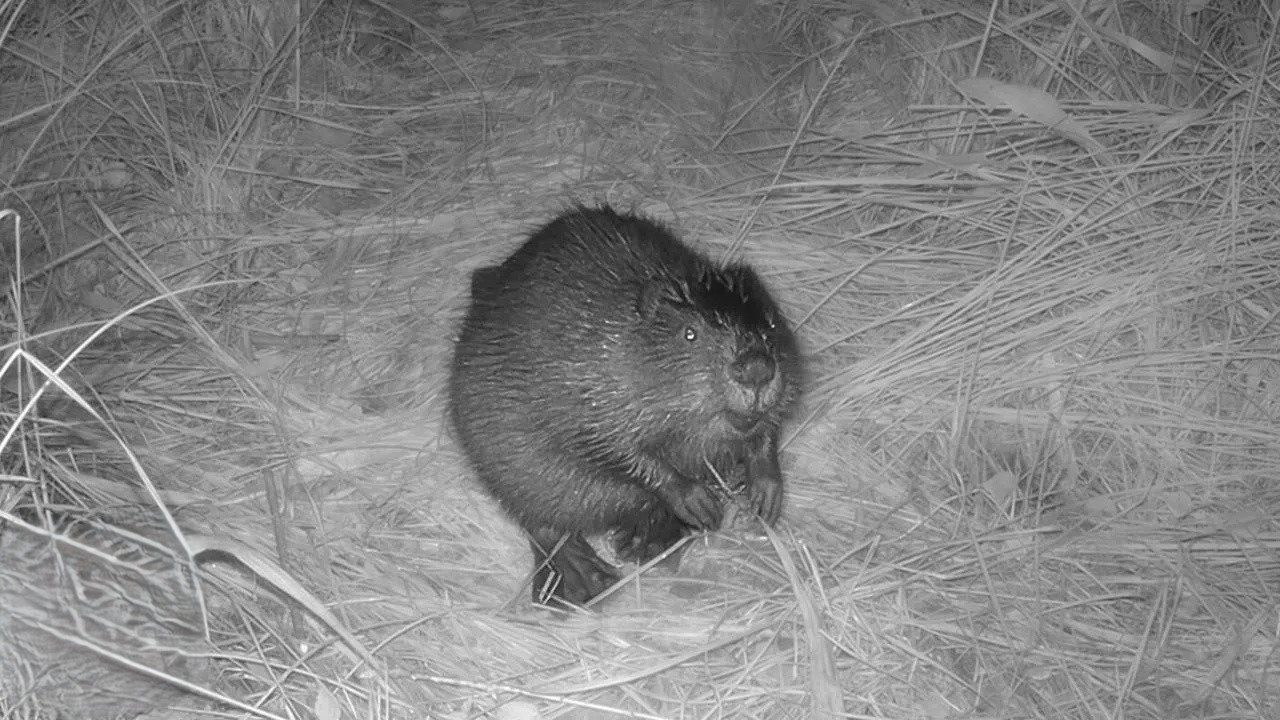 Beaver appears on trail cam – then she brings her baby