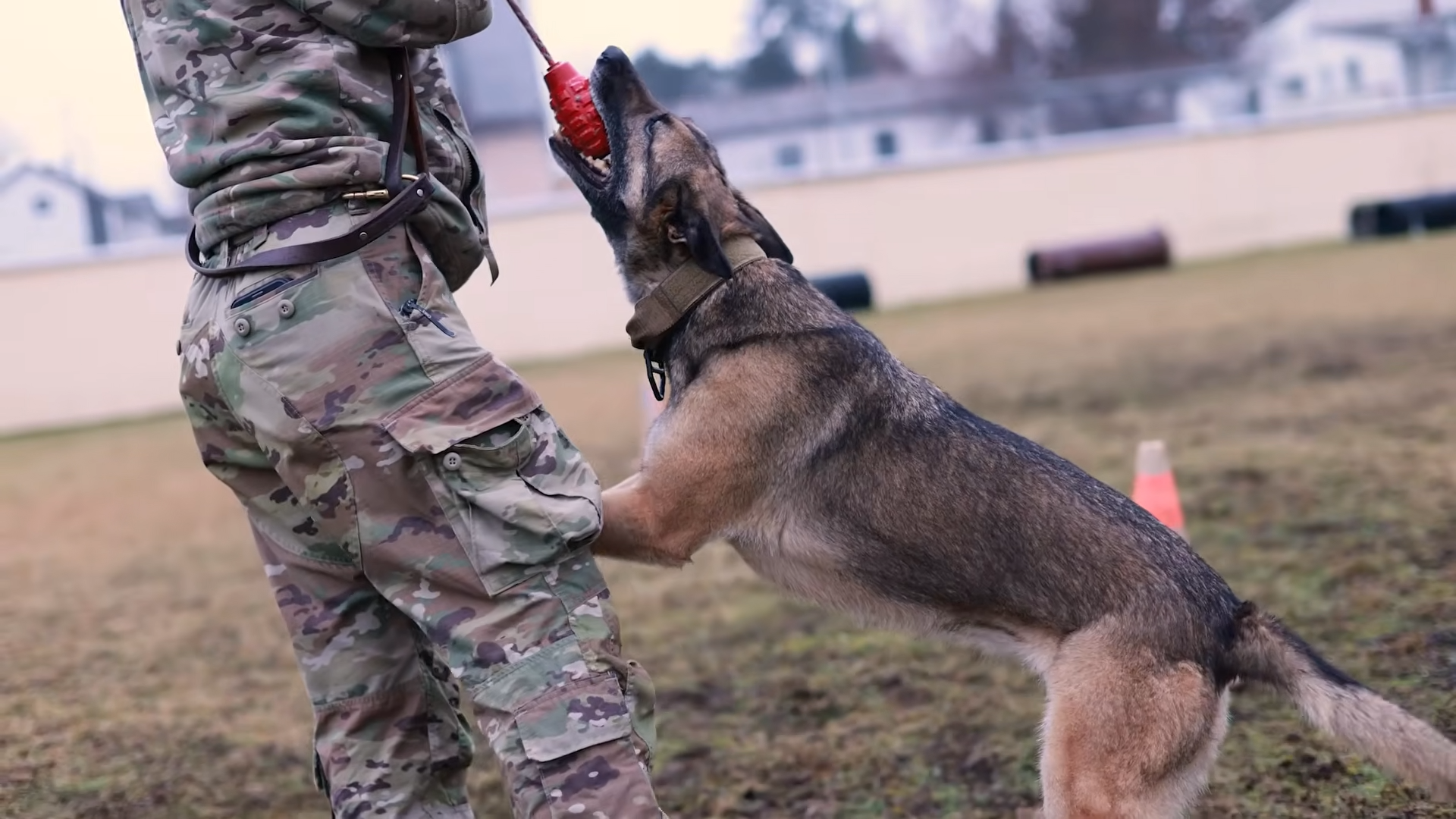 Watch what happens when a military dog gets provoked