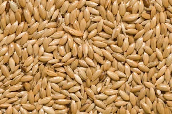 Descubra o que os pássaros amam comer