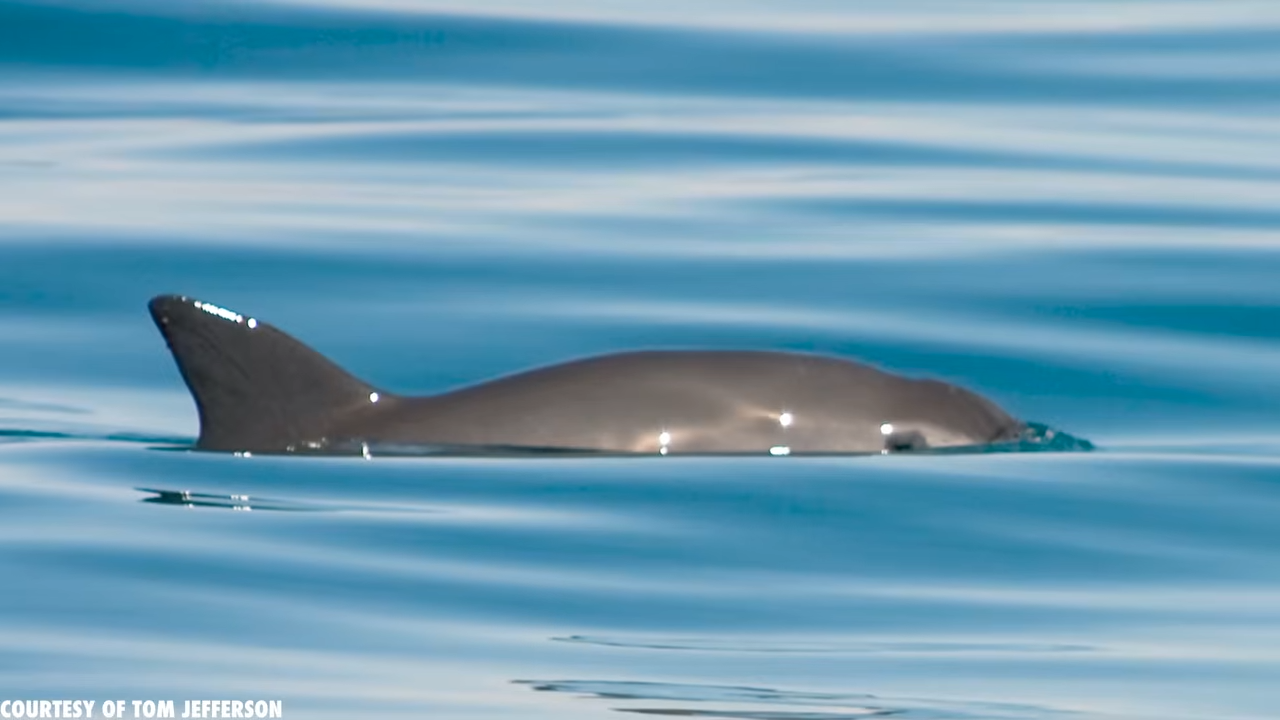 Footage of a “baby dolphin panda” triggers alarm as only around 10 ...