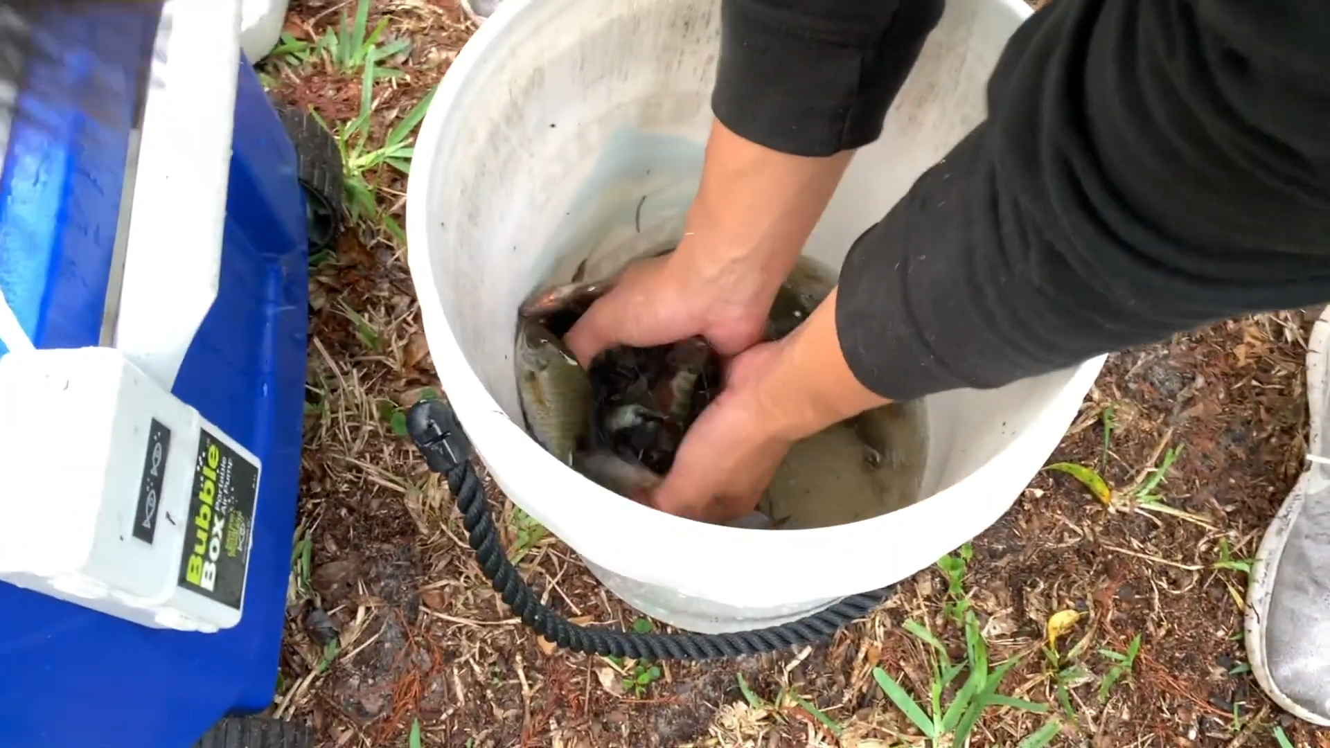 Building an aquarium bait tank for epic feedings