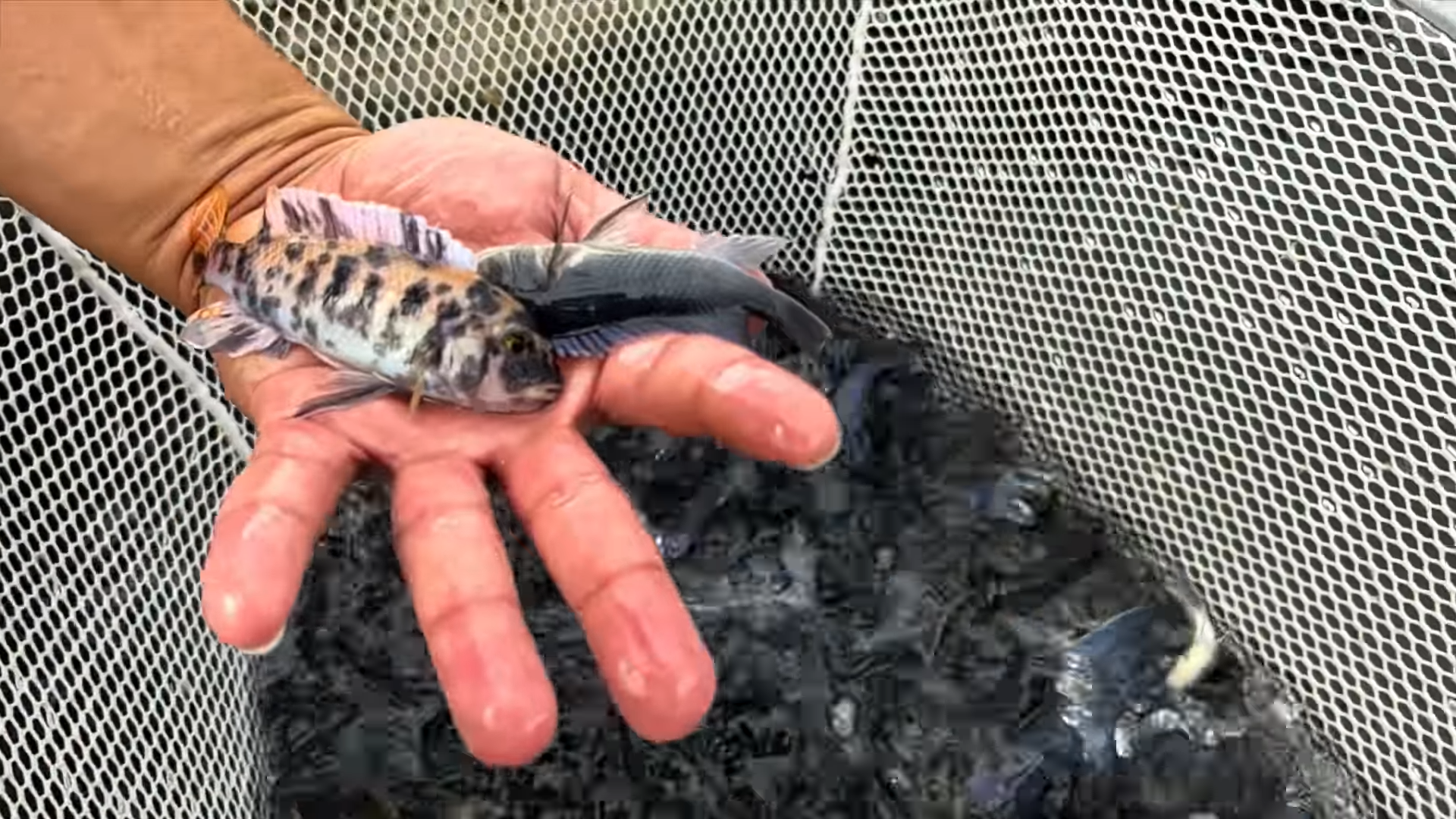 We added 100 African cichlids to the super pond