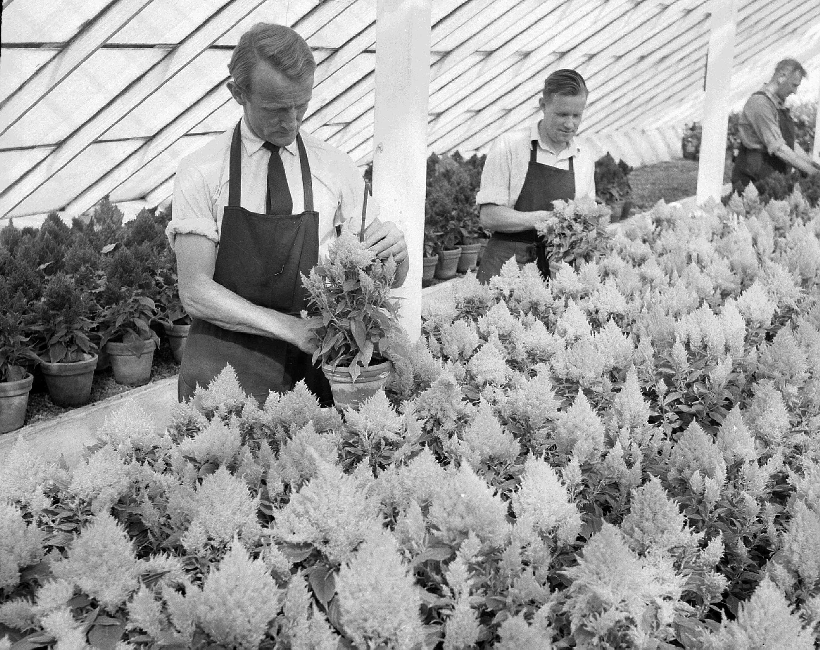 Craigentinny heritage in pictures: Here are 22 fascinating photos of ...