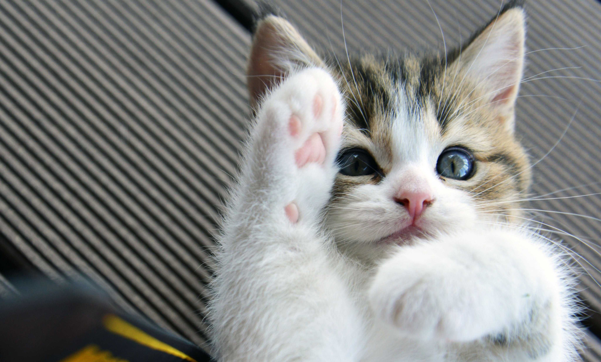 The fluffiest cat breeds for endless cuddles