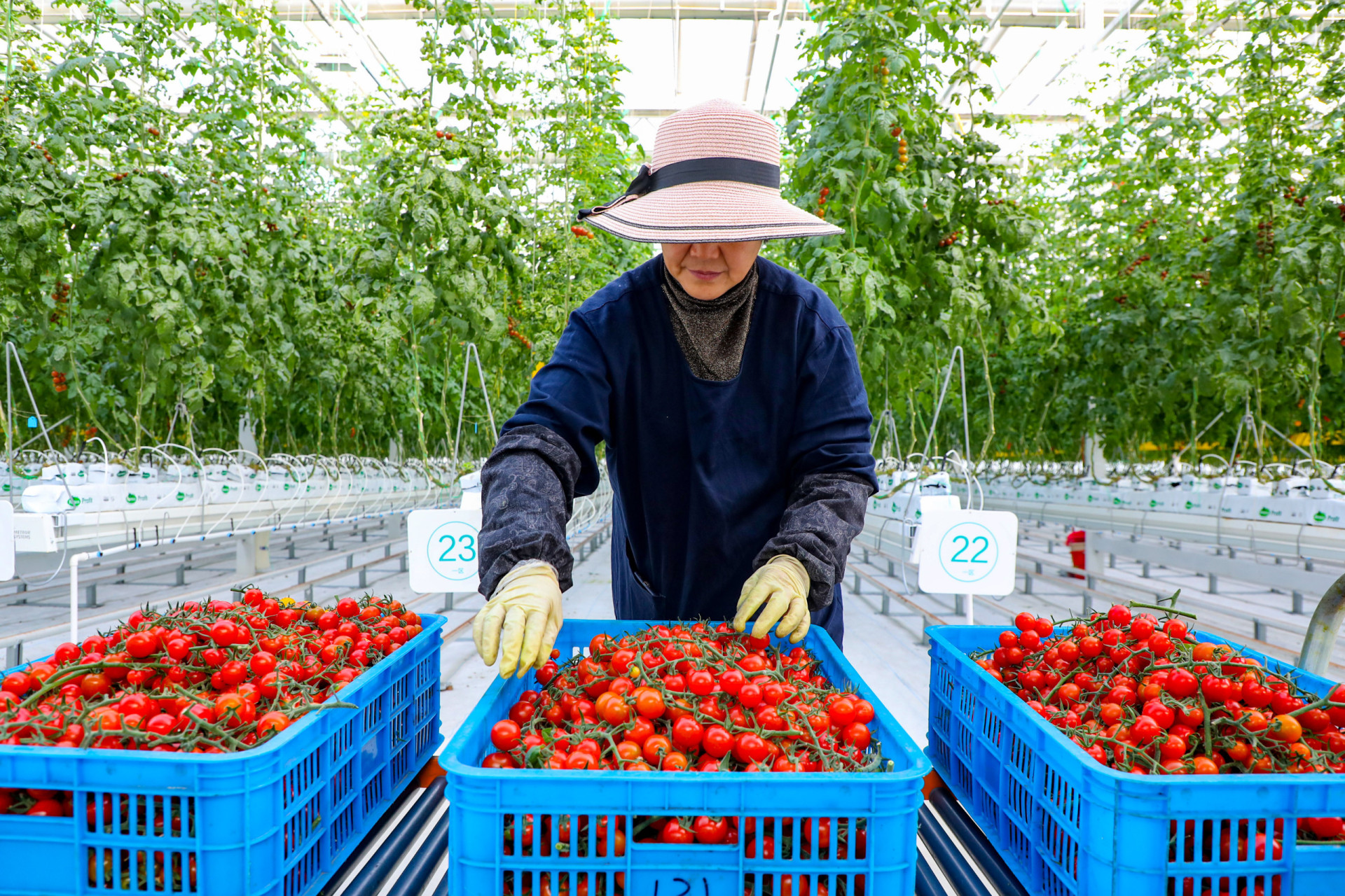 The world’s most harvested crops