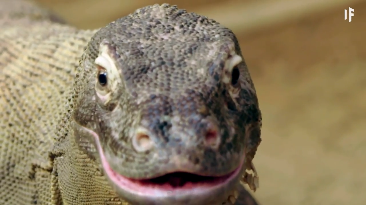 Por qué una mordida de Komodo es tan letal