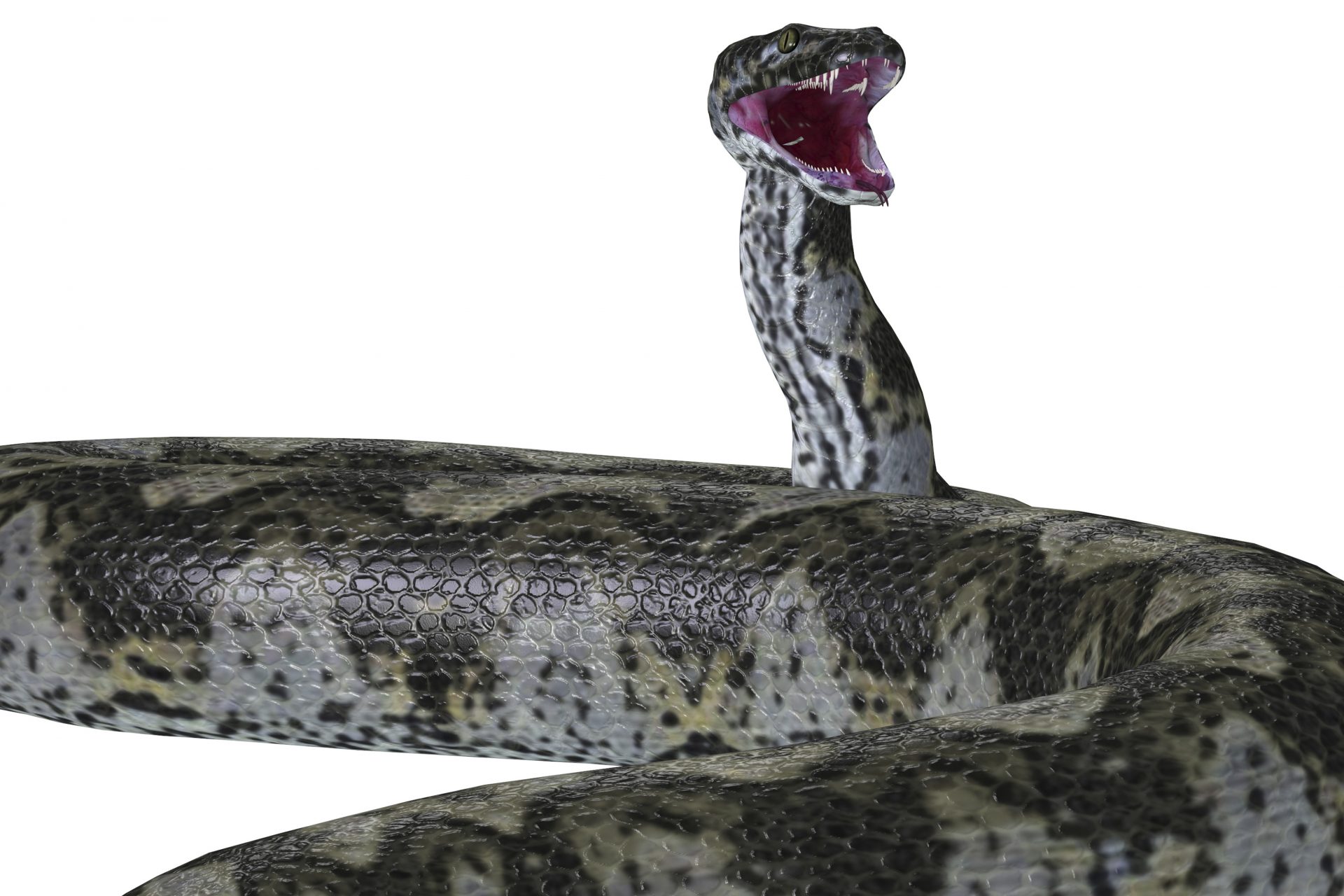 Slithering giants: The largest snakes in the world