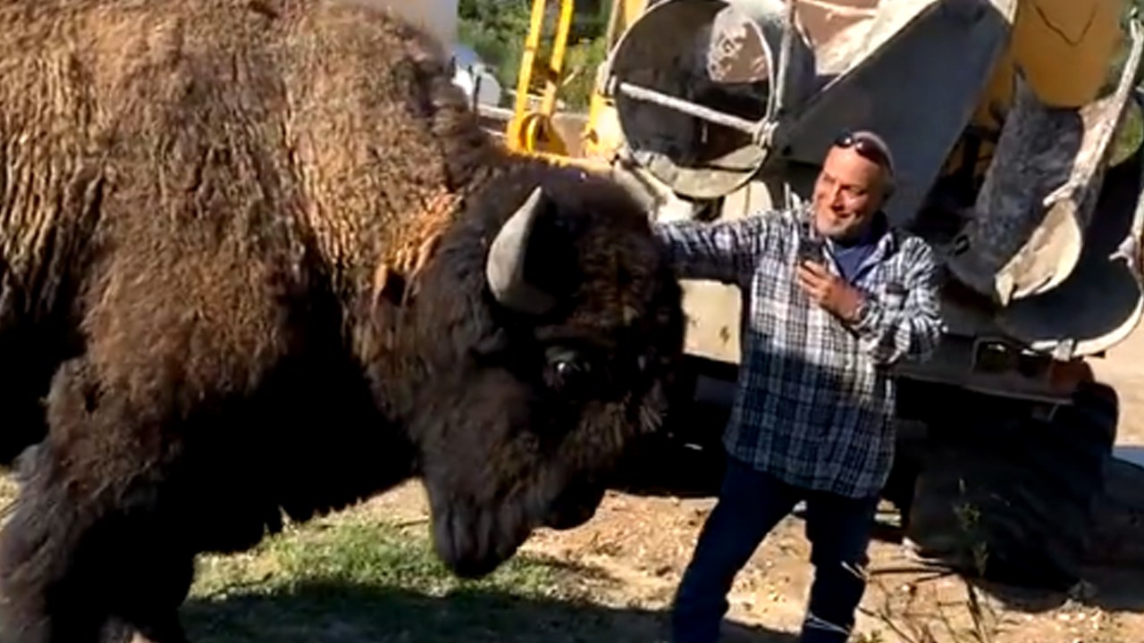 Bison delivers a powerful headbutt