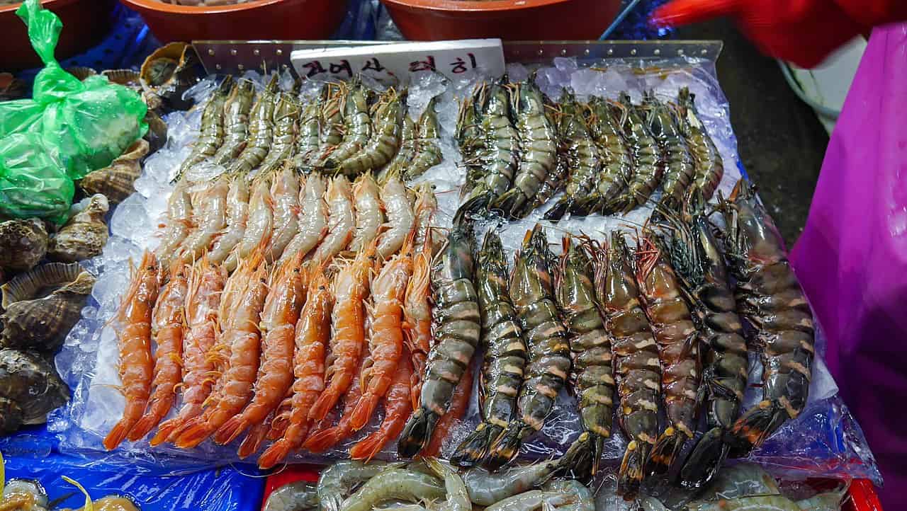 The giant shrimp species that lay more than a million eggs