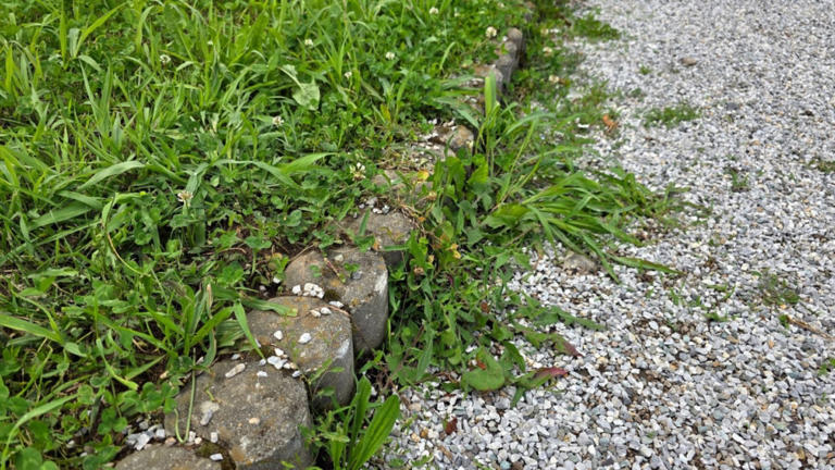 How to keep weeds out of your ground cover plants