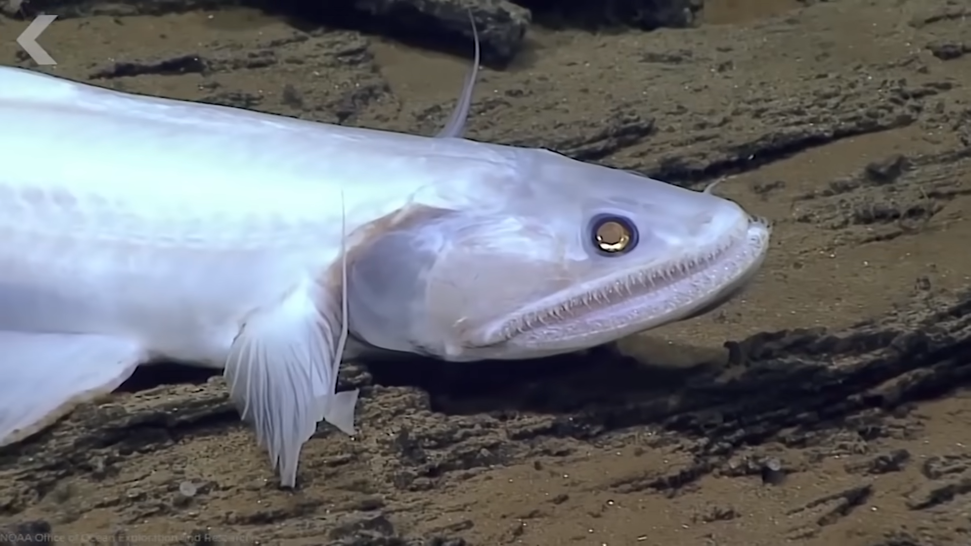Watch what happens when this strange fish attacks its prey