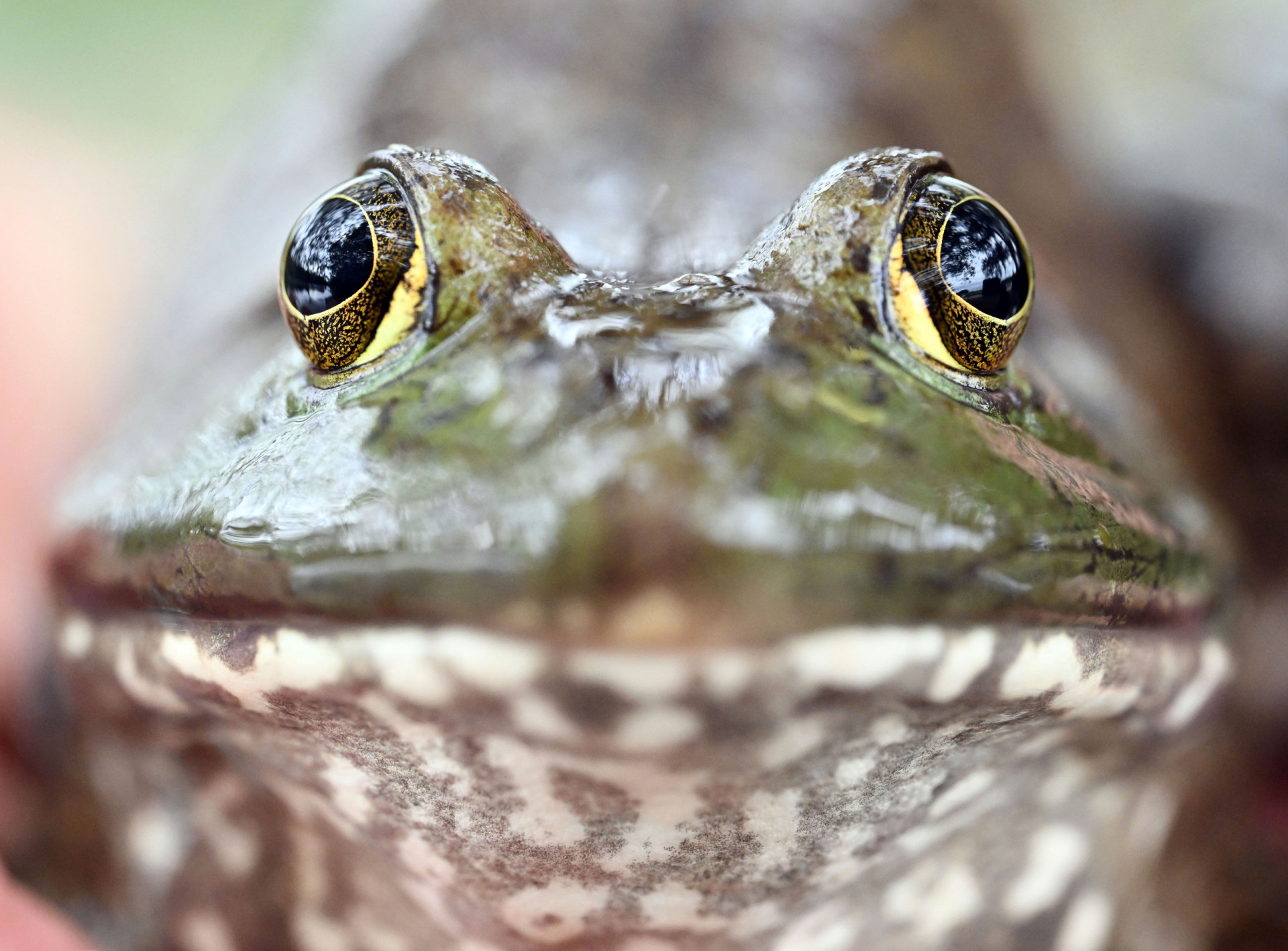 Animals that hardly ever sleep