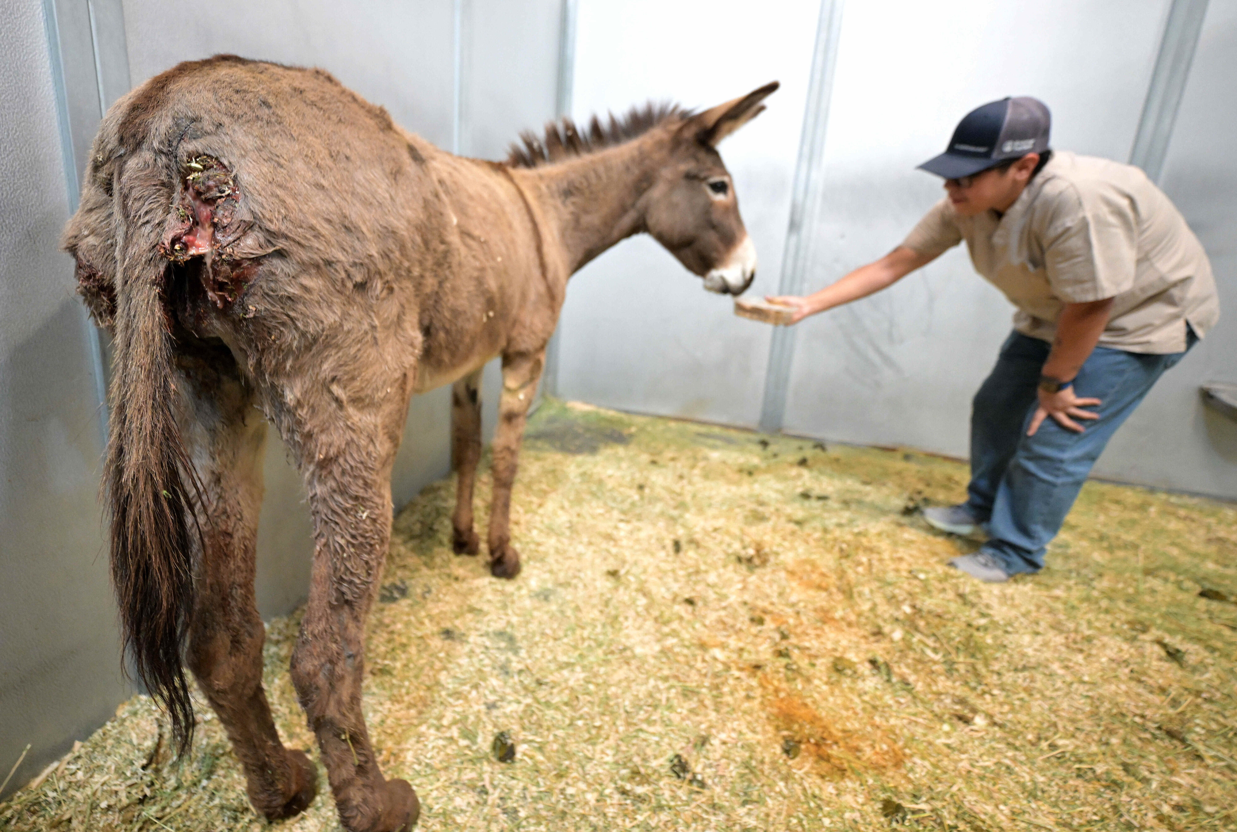 At least 11 wild burros killed in mysterious Reche Canyon attacks