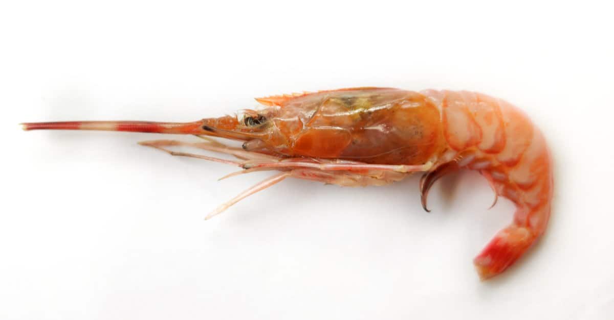 The giant shrimp species that lay more than a million eggs