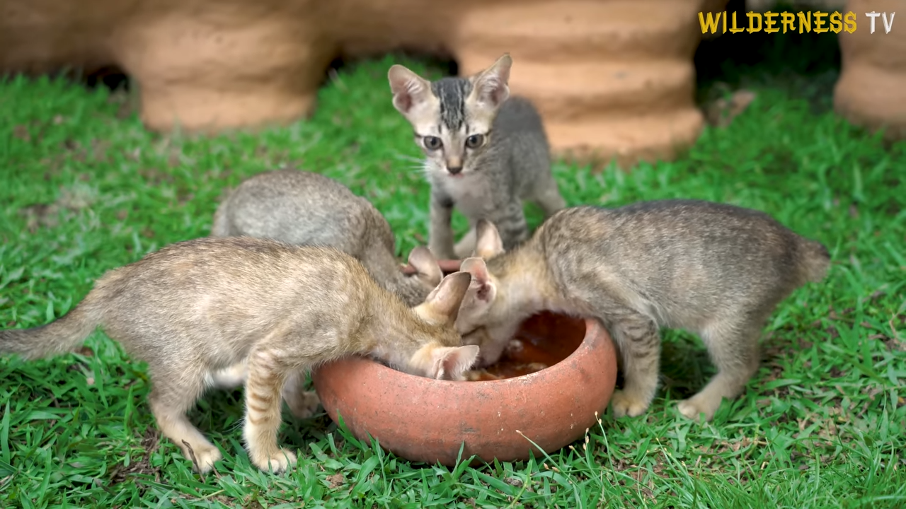 The poor rescue kitten and rescue cats needed warmth fast, then the mud ...