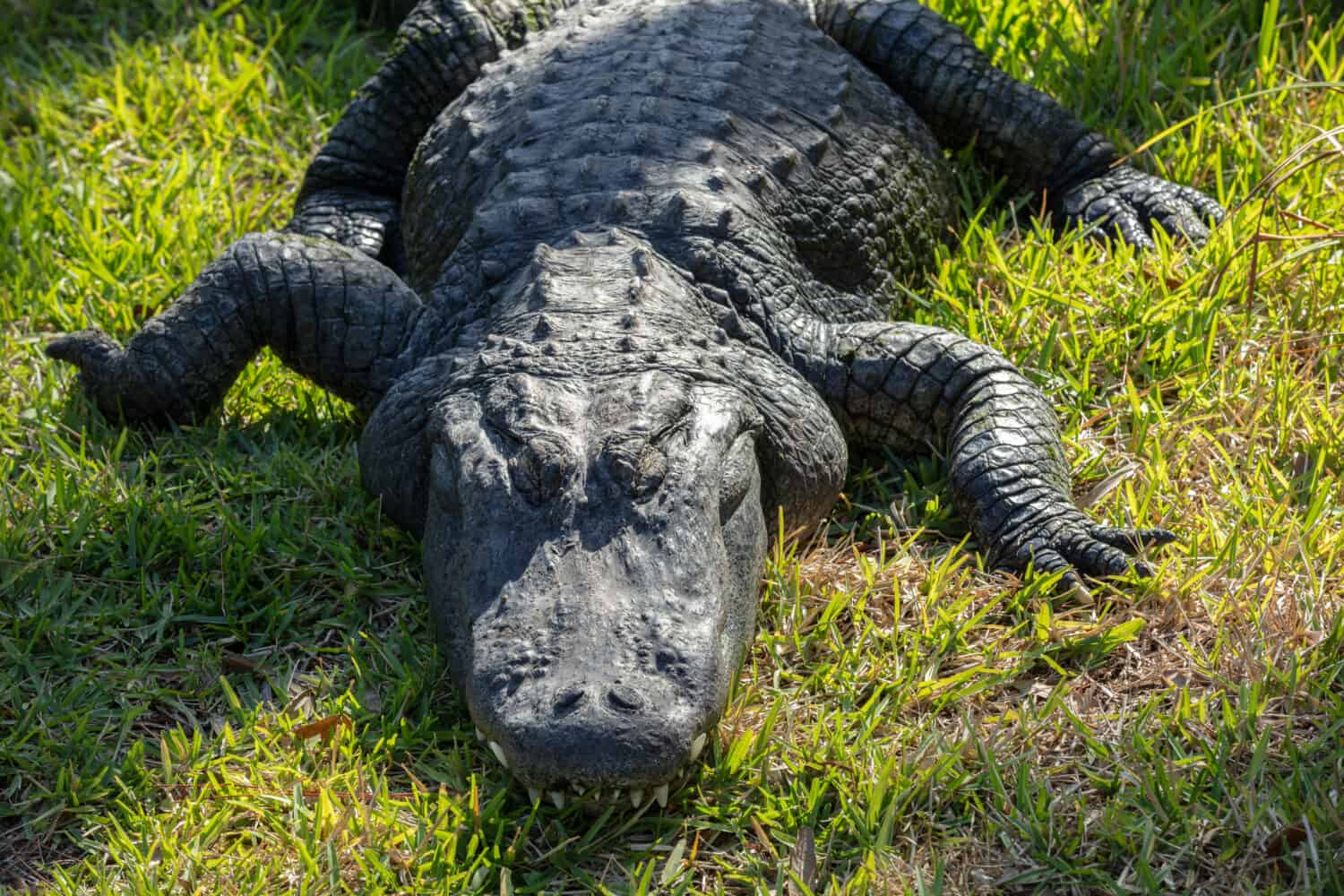 How big can an alligator really get?