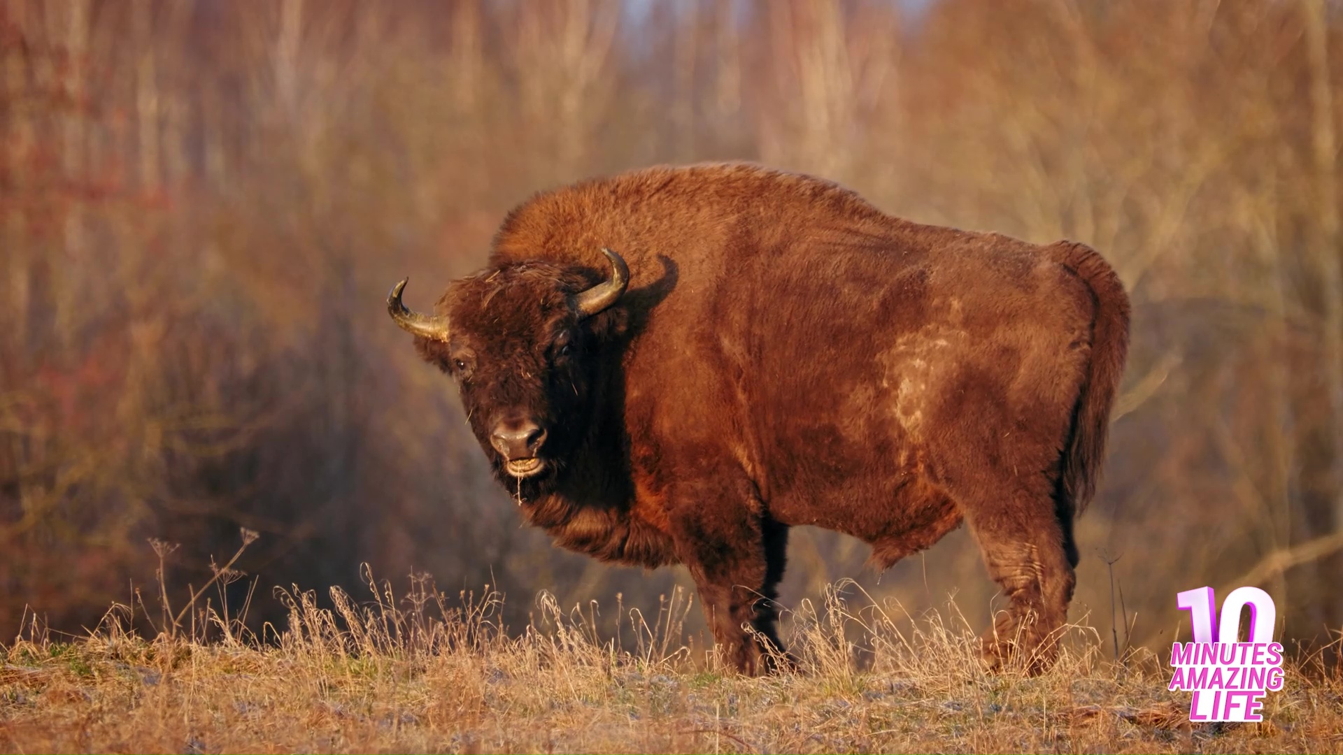 A lone bison guarding his territory