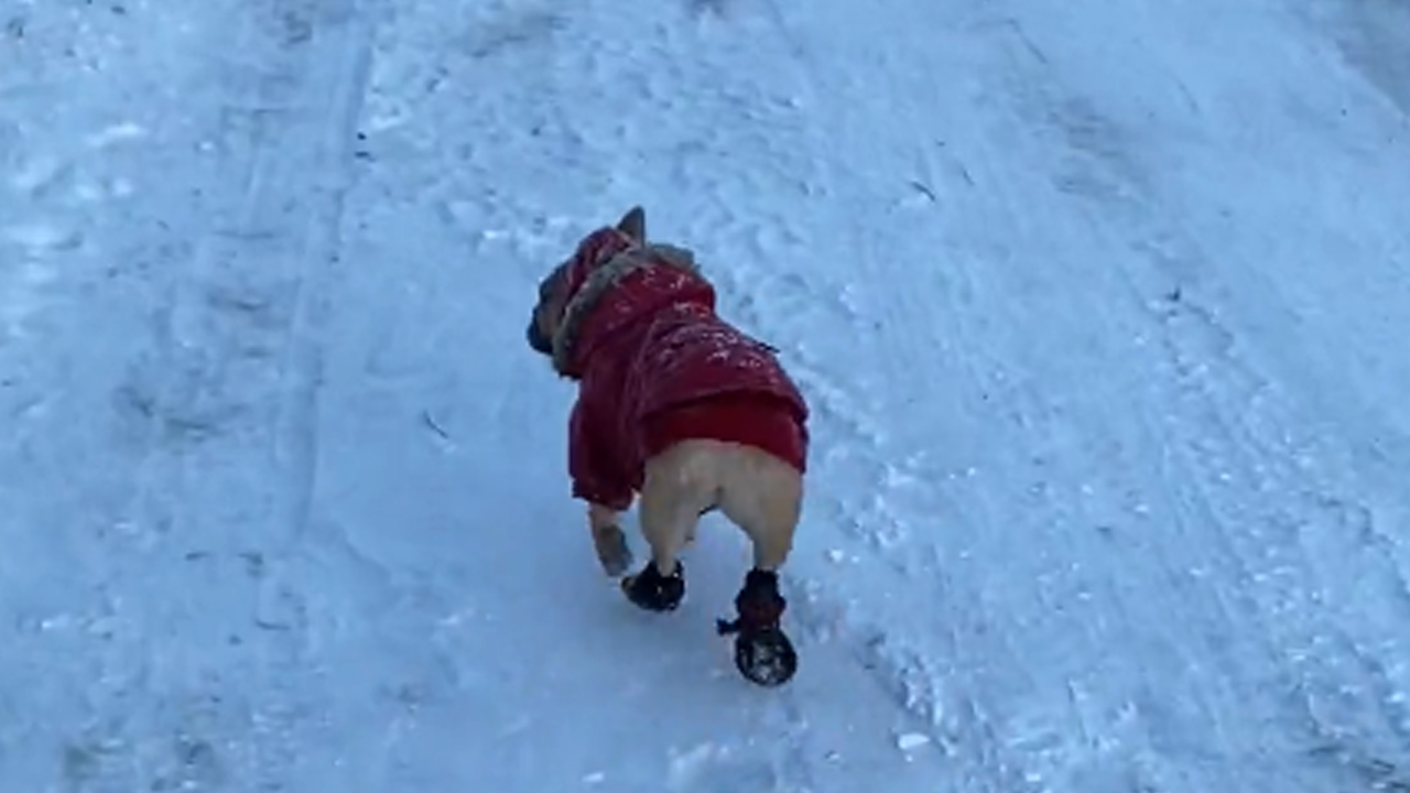 French bulldog plays in the snow