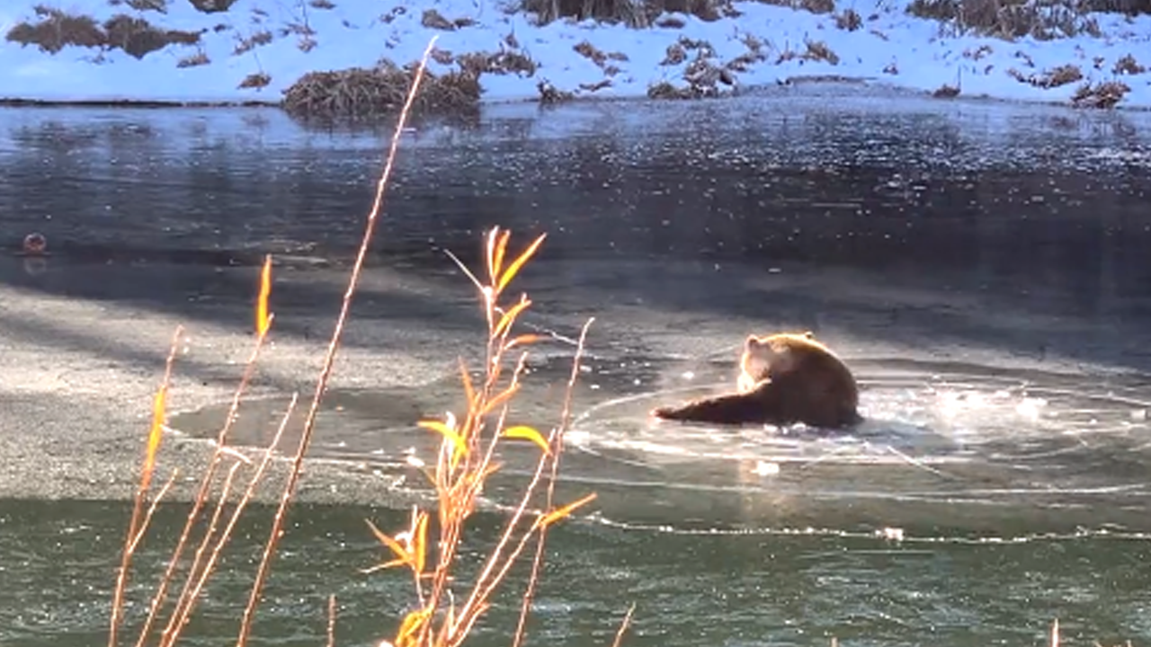 Bear carefully crosses dangerously thin ice