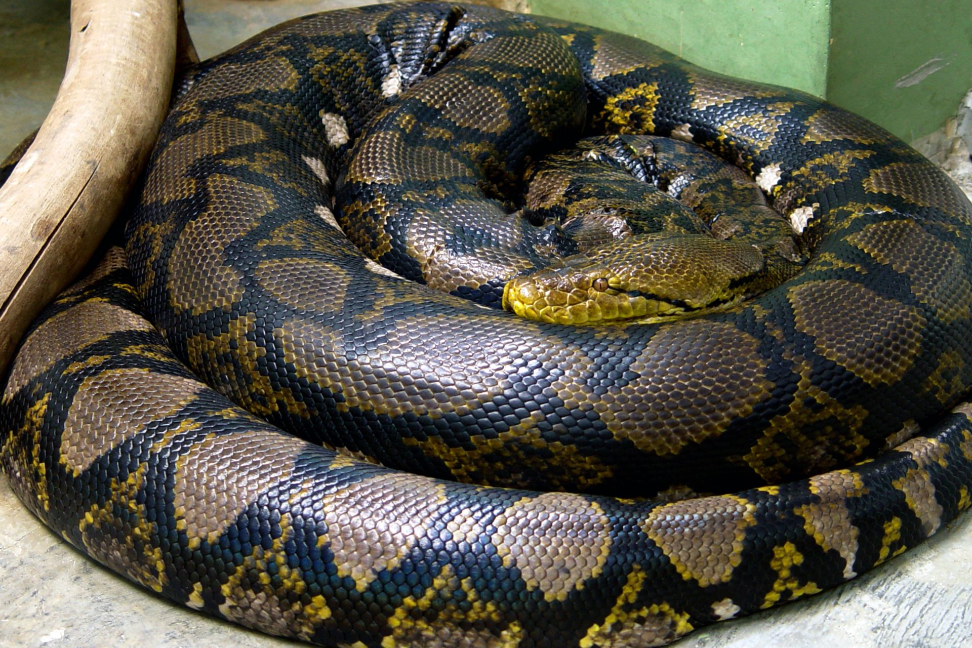 Slithering giants: The largest snakes in the world