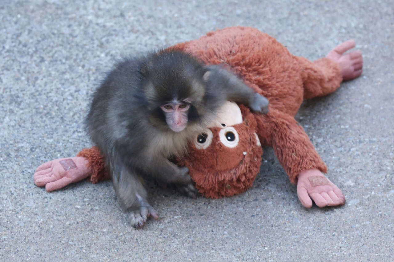 A 7-month-old primate from Japan is going viral. Here's what to know ...
