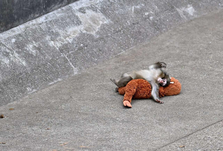 A 7-month-old primate from Japan is going viral. Here's what to know ...