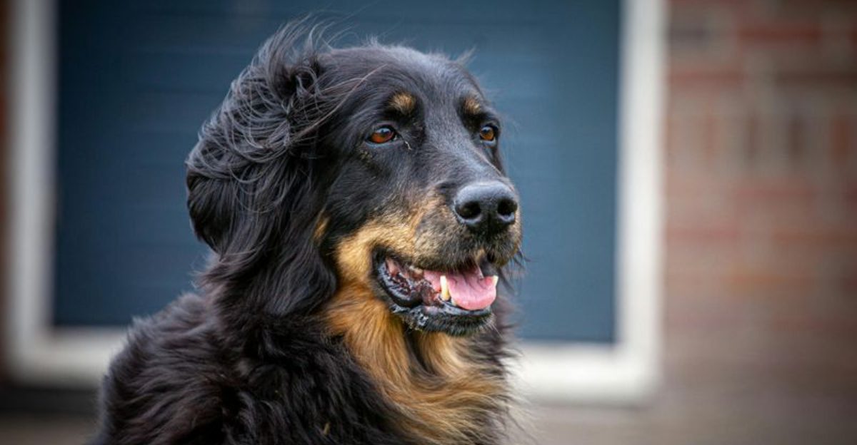 13 breeds that can't resist following you everywhere