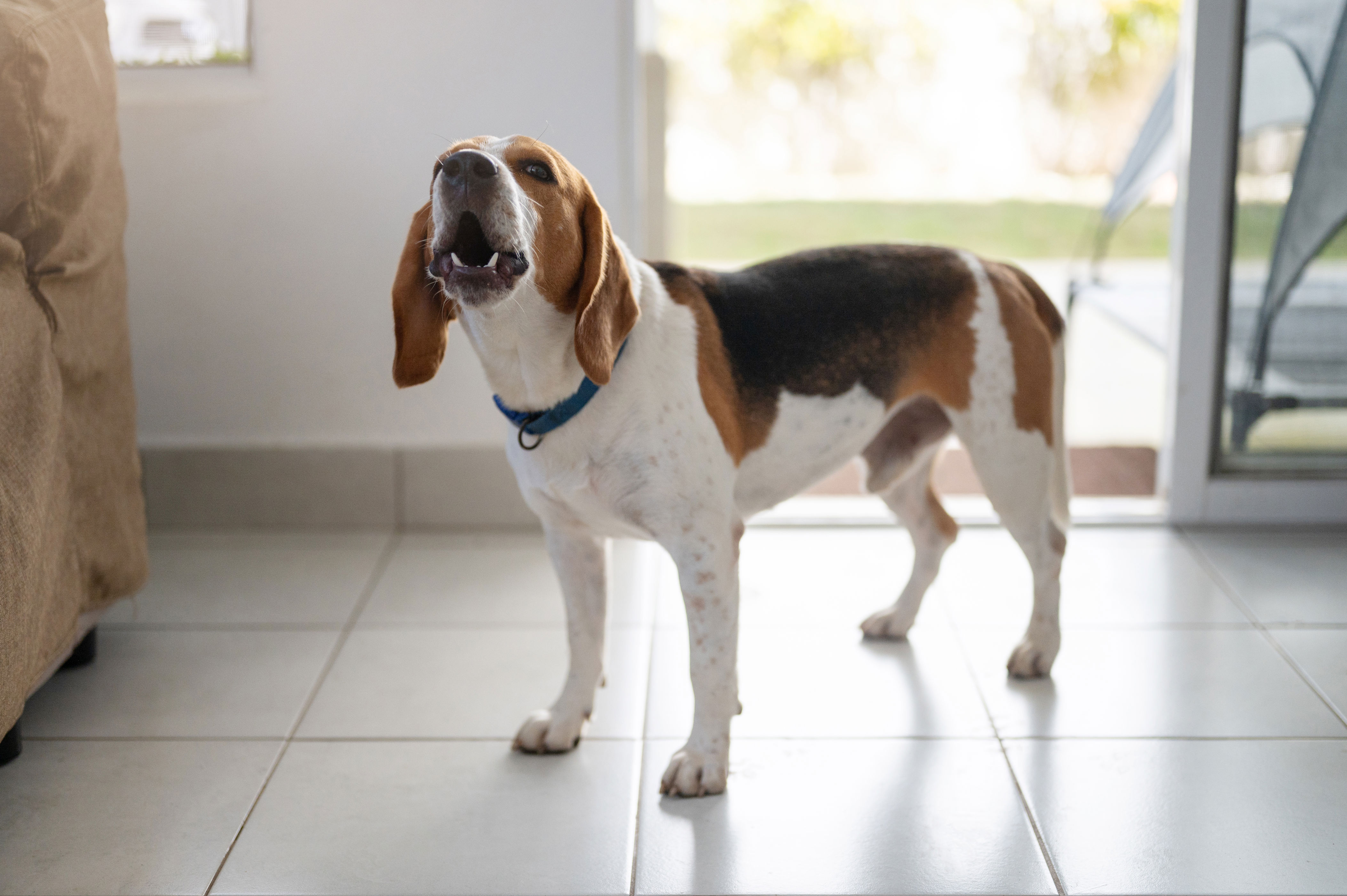 Vets warn "normal" dog behavior can actually be a sign of pain