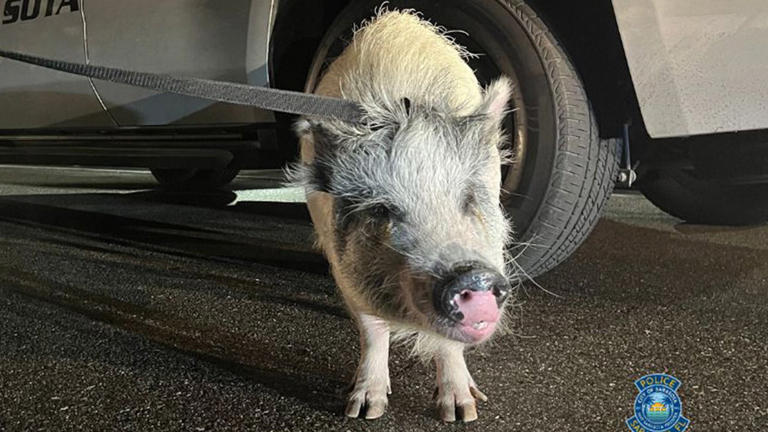 100-pound pot-bellied pig found roaming in downtown Sarasota: police