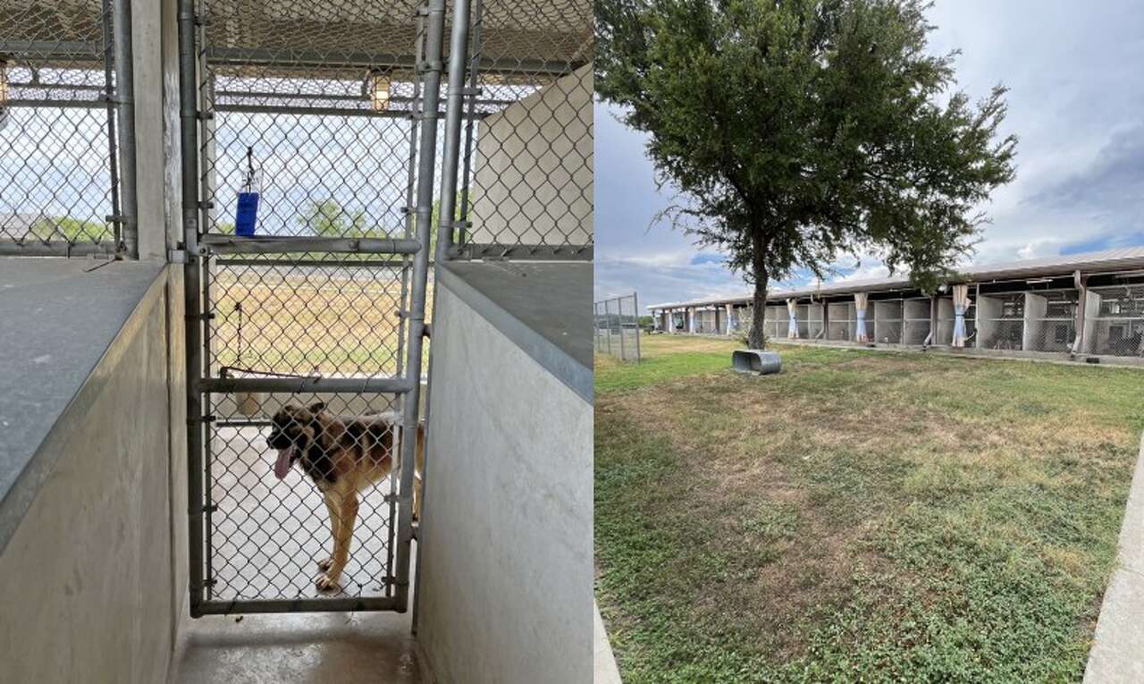 Pentagon report critical of conditions at Lackland's dog training program