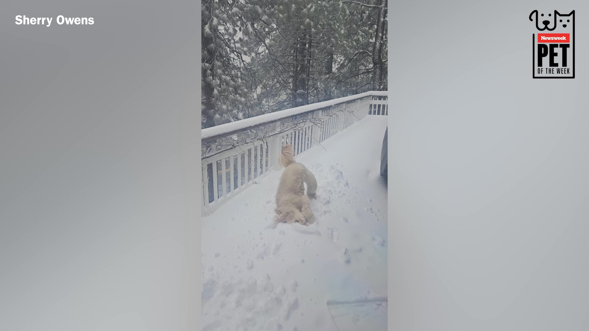 8-year-old goldendoodle playing in snow