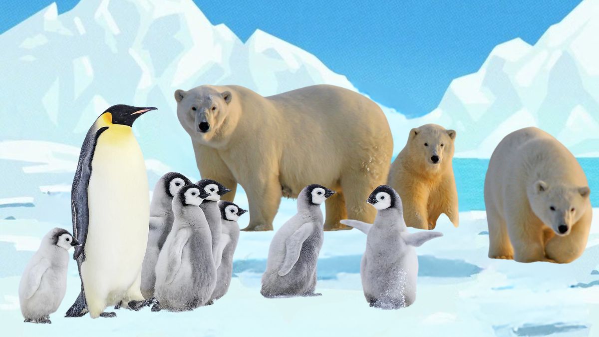 Spot the mistake puzzle: Can you identify the mistake in this polar ...