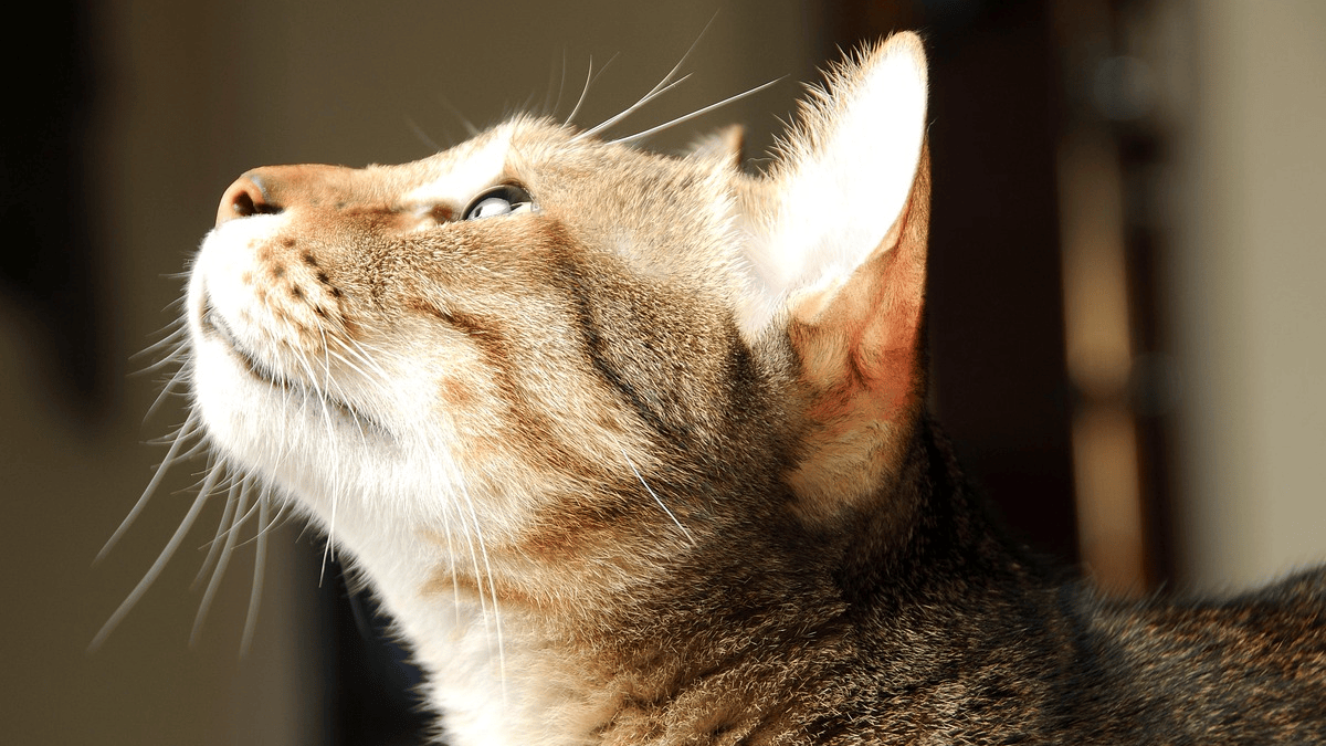 Why does your cat like to bother you but protect you when you go to the ...