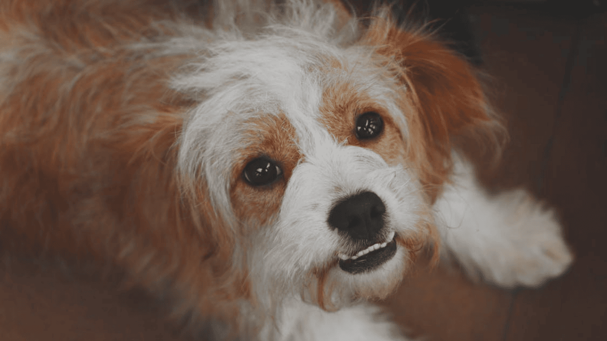 10 subtle signs that your dog sees you as its leader (and respects you ...