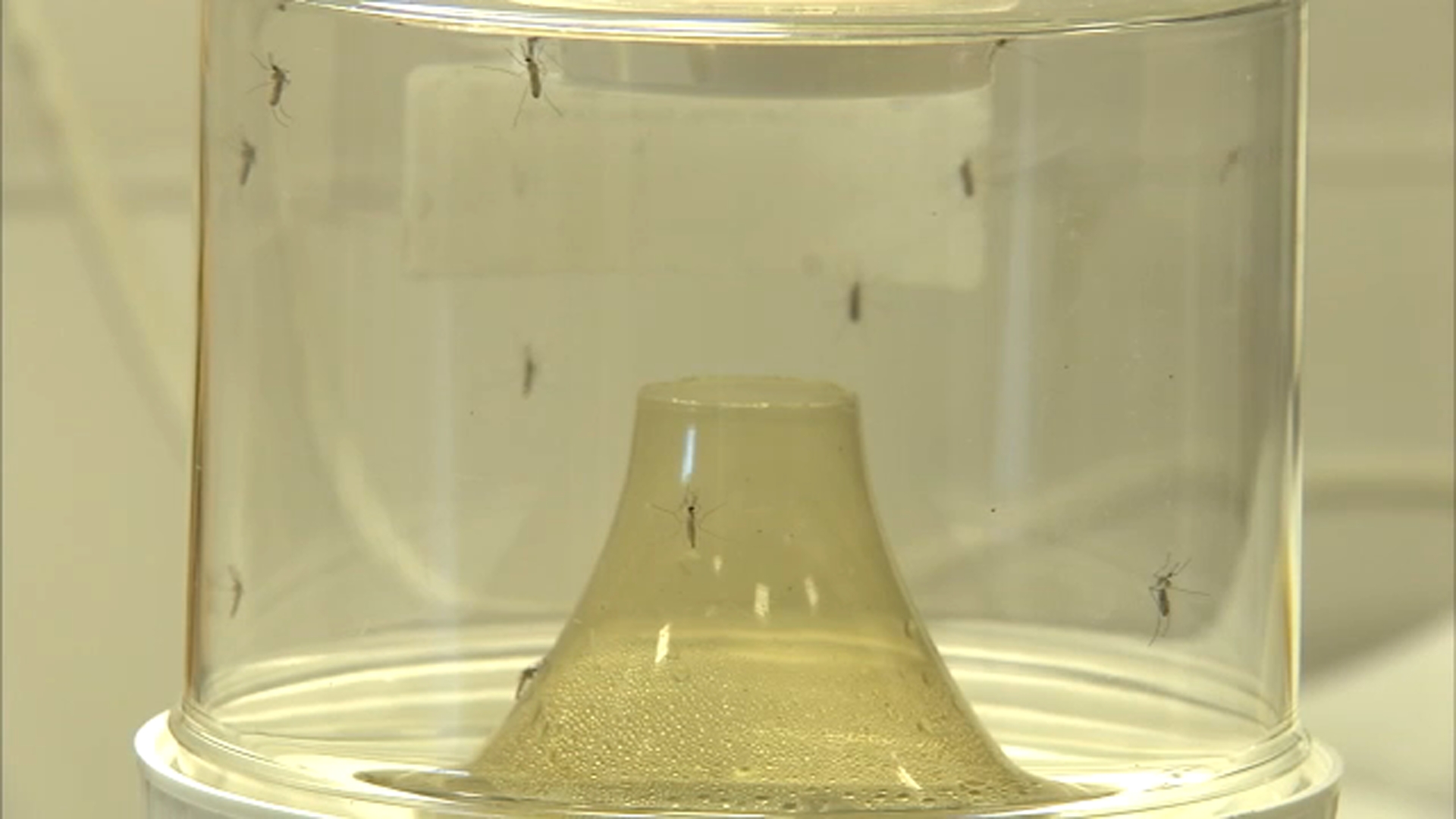 Mosquitoes in LA, Orange counties out in full force earlier than ...