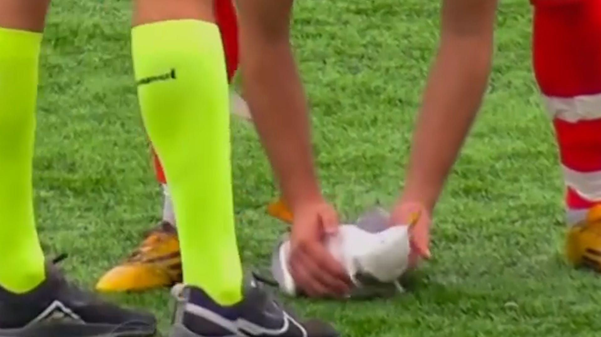 Soccer player revives seagull after freak accident during playoff game