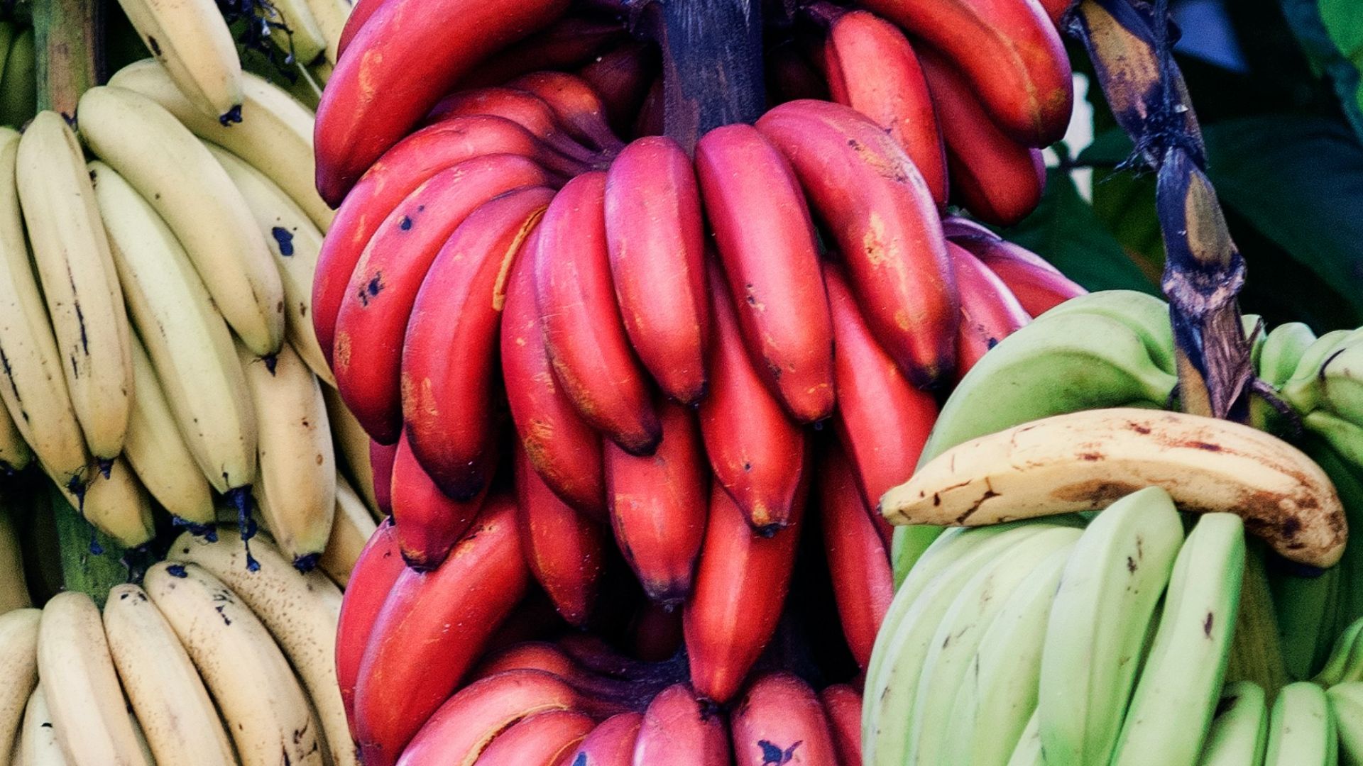 20 foods less than 1% of people know about